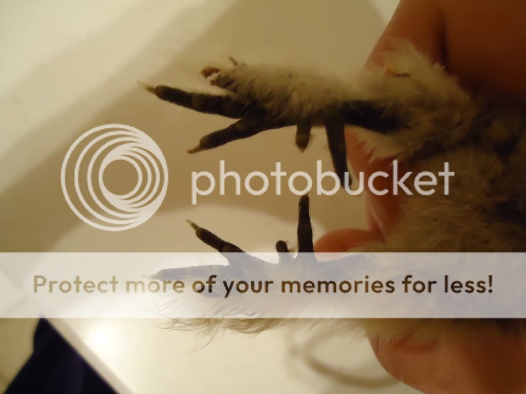 How good is this silkies toe spacing? | BackYard Chickens - Learn How ...