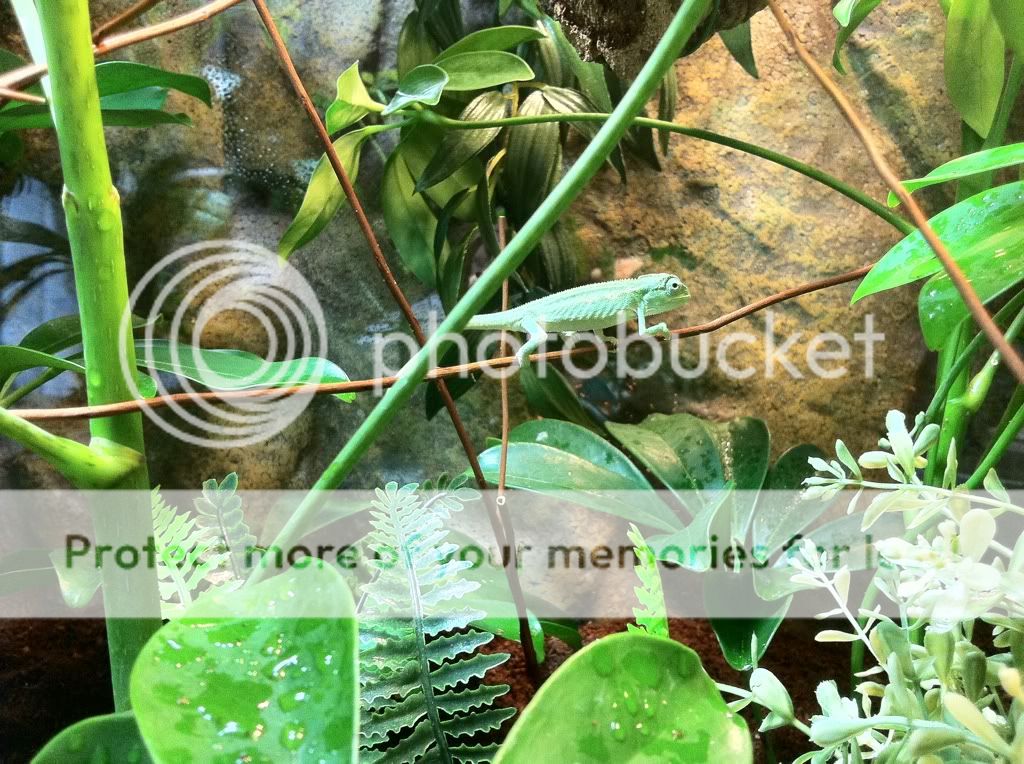 Elliots Chameleon (C.T.Ellioti) | Chameleon Forums