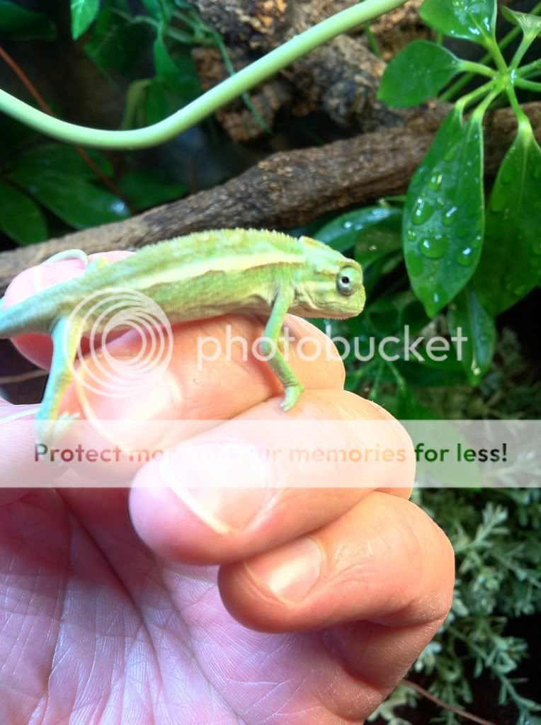 Elliots Chameleon (C.T.Ellioti) | Chameleon Forums