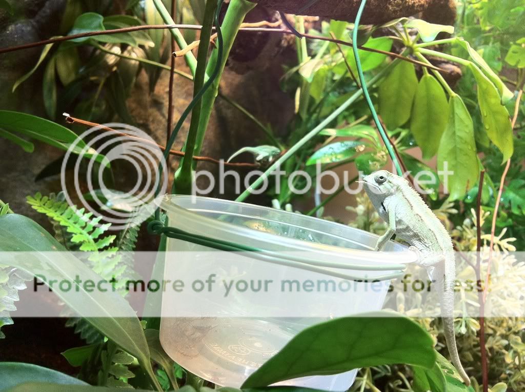 Elliots Chameleon (C.T.Ellioti) | Chameleon Forums