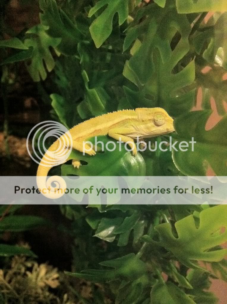 Elliots Chameleon (C.T.Ellioti) | Chameleon Forums