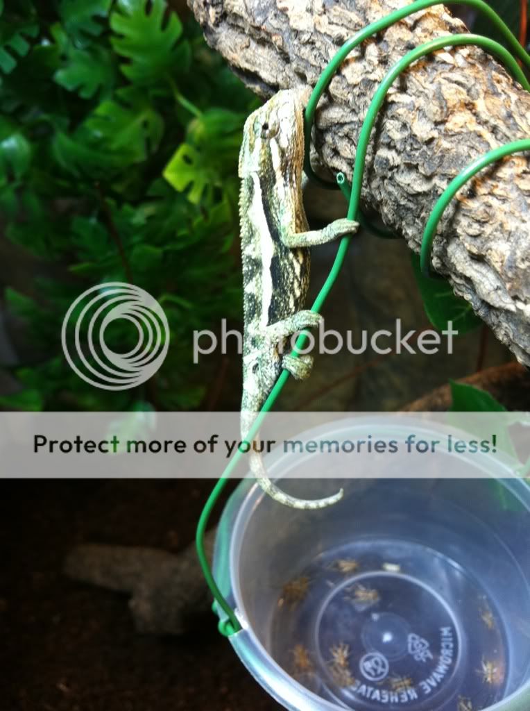 Elliots Chameleon (C.T.Ellioti) | Chameleon Forums