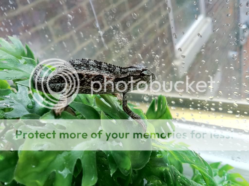 NE England - Male Elliots Chameleon (T.Ellioti)- 5 Months old | Reptile ...